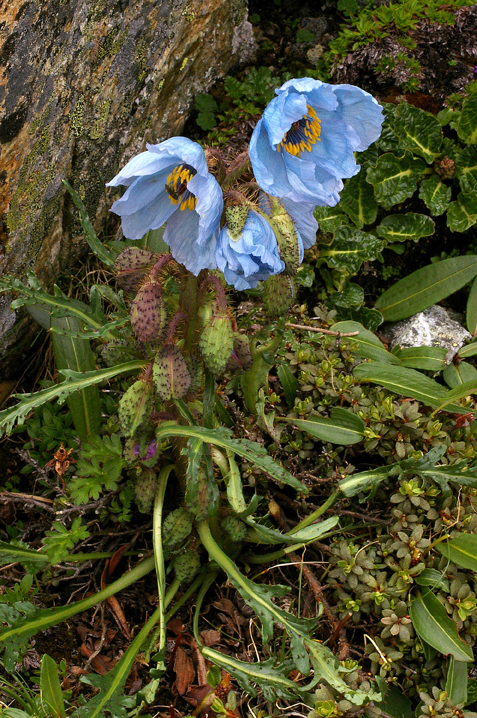 Meconopsis World - A Visual Reference: Meconopsis speciosa - Photos In ...