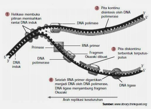 Penjelasan Tentang DNA (Deoxyribonucleic Acid) | Biologi Indonesia