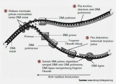 Apa itu DNA - Materi IPA