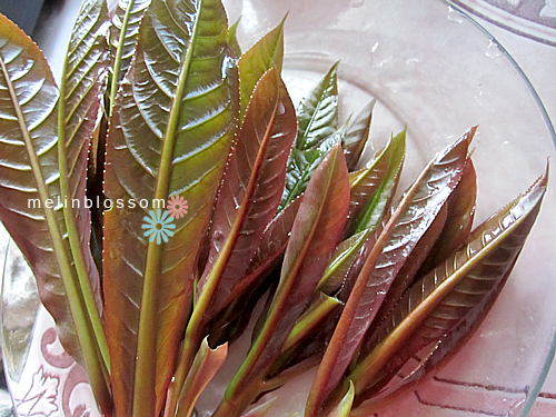 Melinblossom: Pucuk Putat