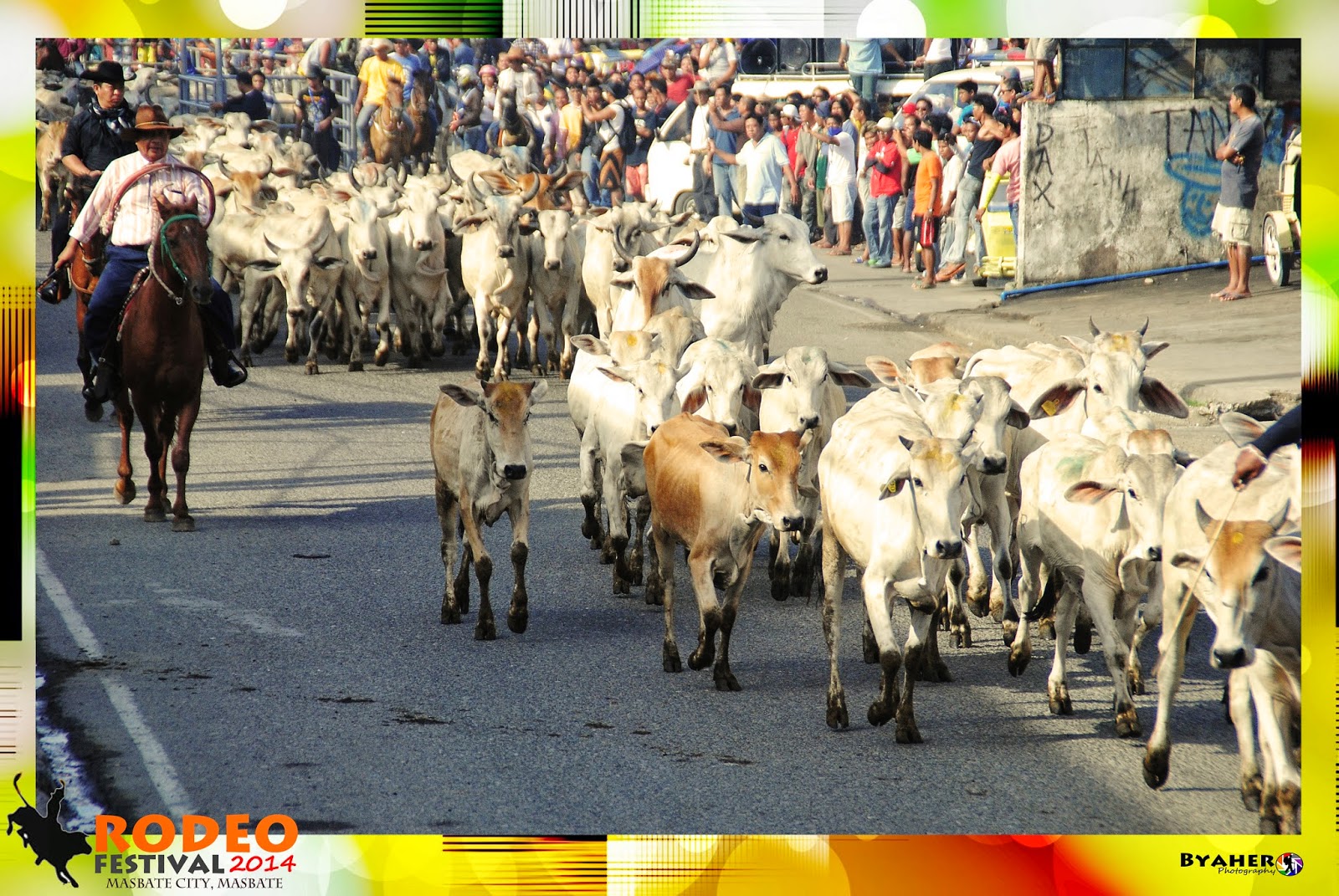 Byahero: Rodeo Masbateño Festival 2014: Cattle Drive