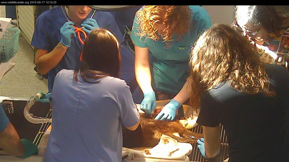 The Online Scum: Beaver treatment