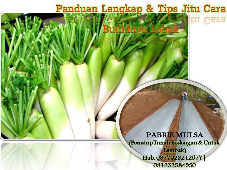 Tips Tani - Tips Lengkap Dan Terjitu Cara Budidaya Lobak, Yang Jarang ...