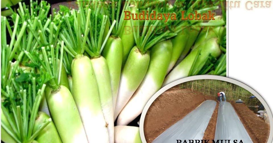 Tips Tani - Tips Lengkap Dan Terjitu Cara Budidaya Lobak, Yang Jarang ...