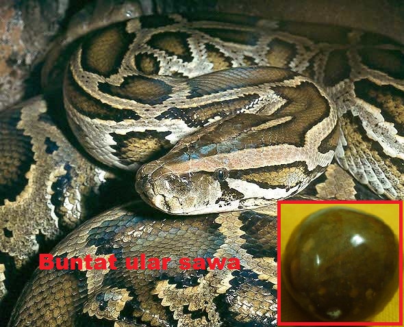 mistik-ajaib.blogspot.com: RARE !!!!!!!!!!BUNTAT ULAR SAWA ASLI ...