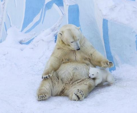 LINDAS FOTOS DE UM BEBÊ URSO POLAR COM SUA MÃEZINHA