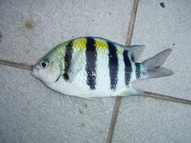 Welcome To Impian Anglers: Senarai Ikan Di perairan Semenanjung Serta ...