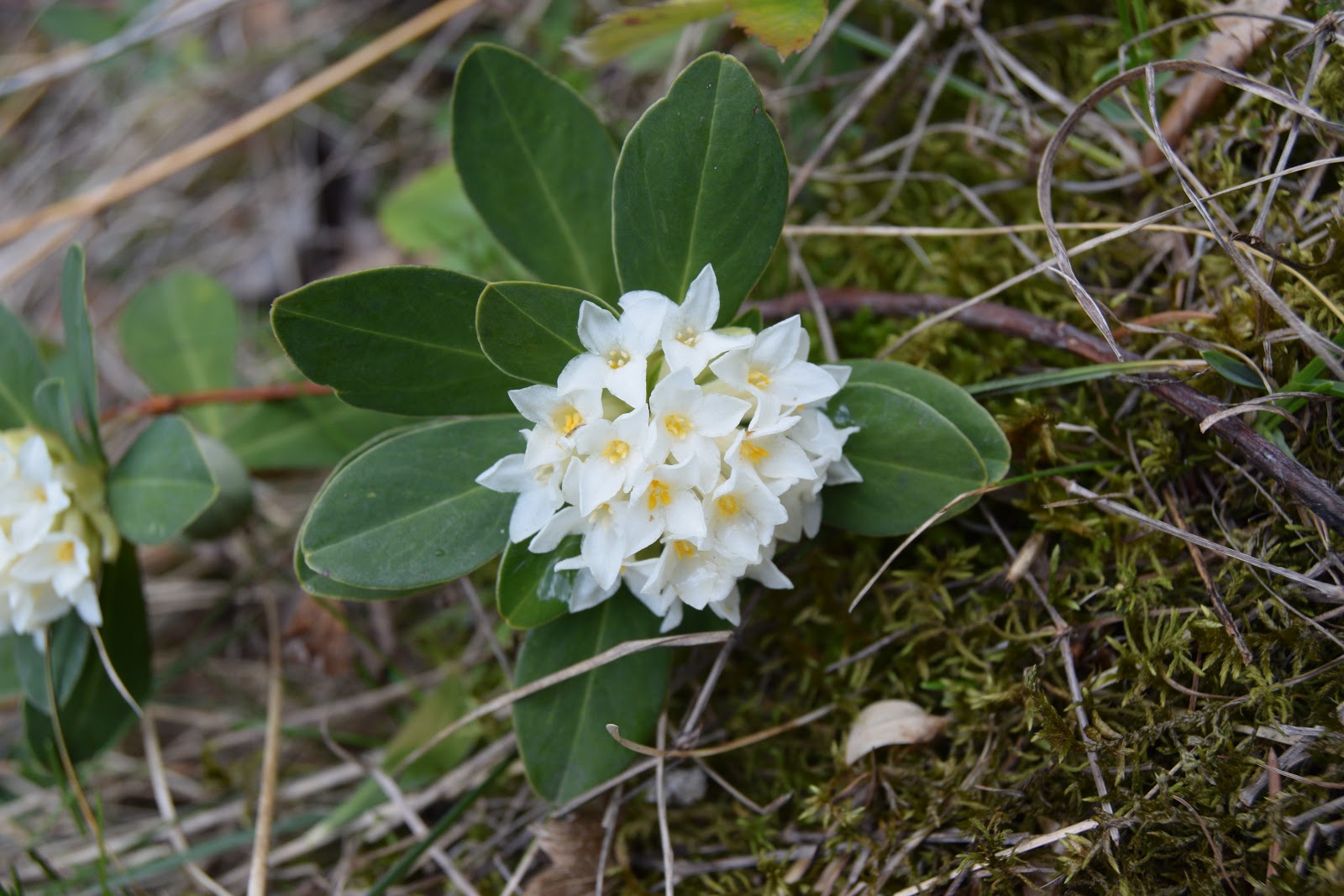 Frumusetile naturii: Iedera alba (Daphne blagayana)
