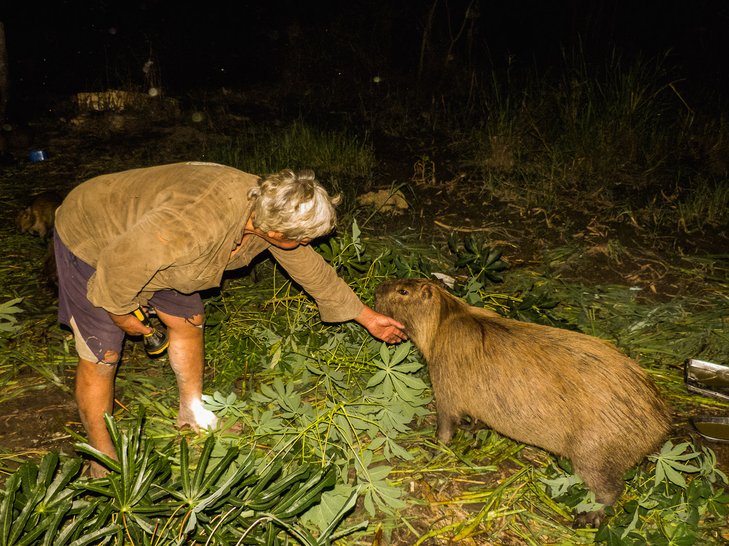 Sama Formosa: Curí, el Señor de los Carpinchos...en la Isla de Oro Formosa