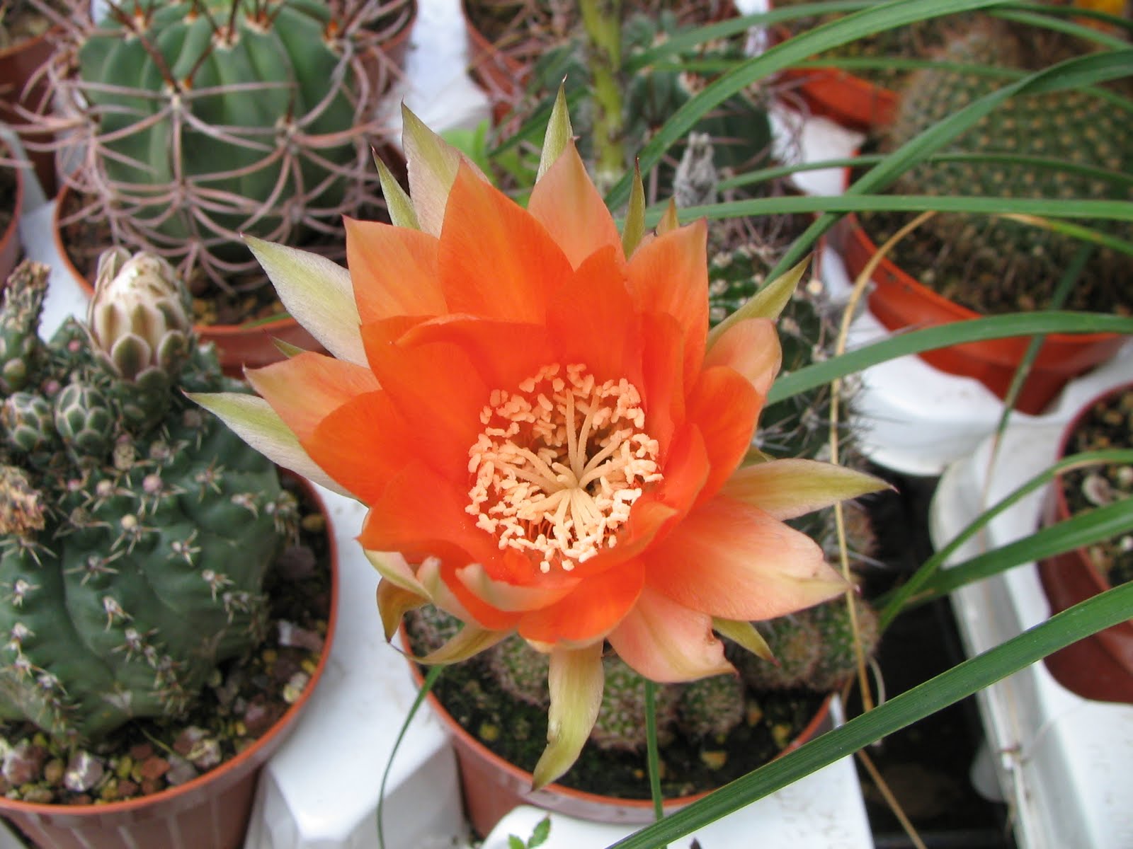 LA MULTI ANI, ROMANIA!: Flori de cactus