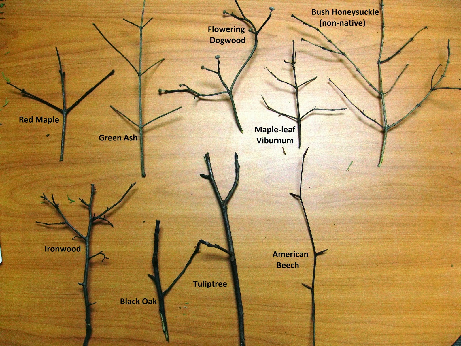 Capital Naturalist by Alonso Abugattas: MAD Cap Horse