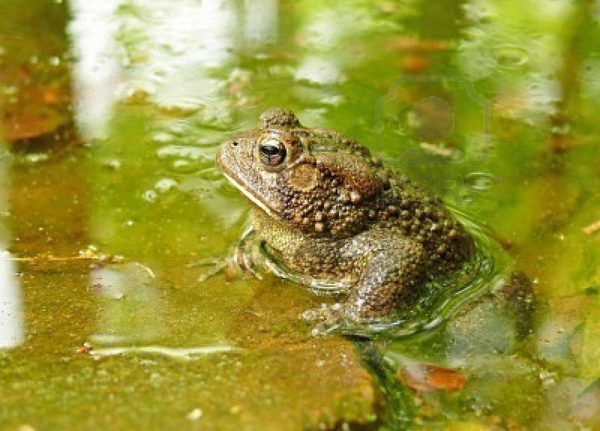 innovador: MI FELIZ NIÑEZ