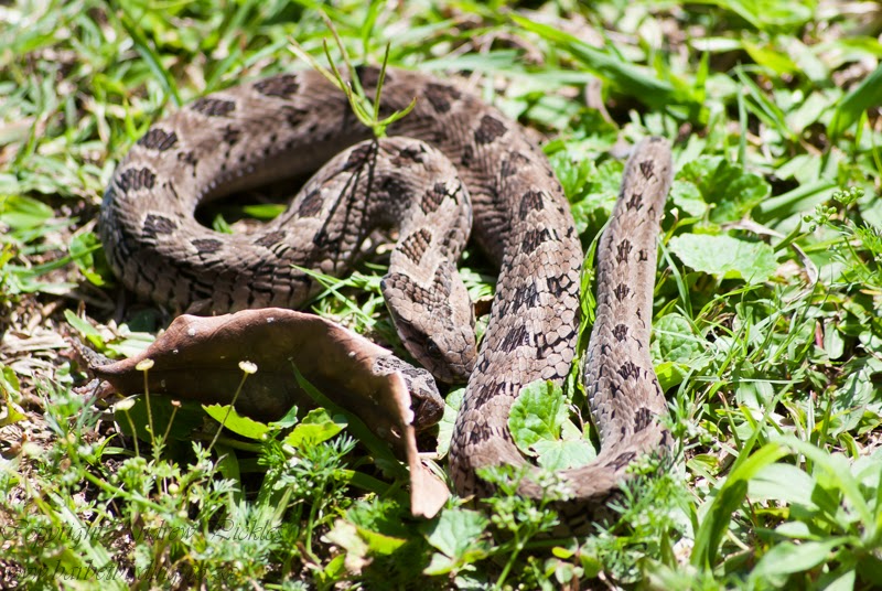 Andrew's Birding and Wildlife: Common Night Adder eats Toad