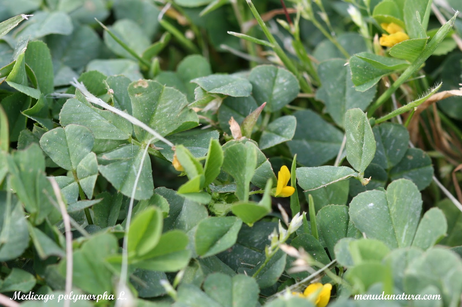Menuda Natura: Medicago polymorpha L.