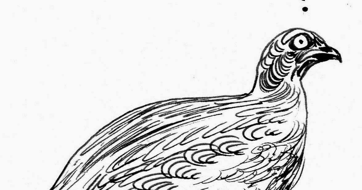 Ruffed Grouse Coloring Page Coloring Pages