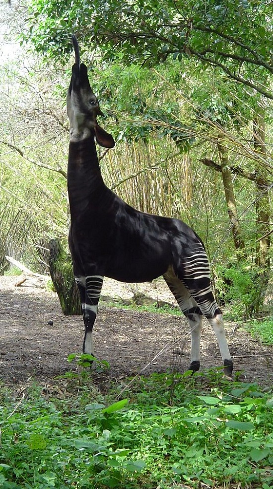 TVL: ANIMAL DA SEMANA - Ocapi