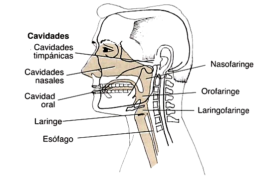 Todo para el Radiologo: OROFARINGE O BUCOFARINGE