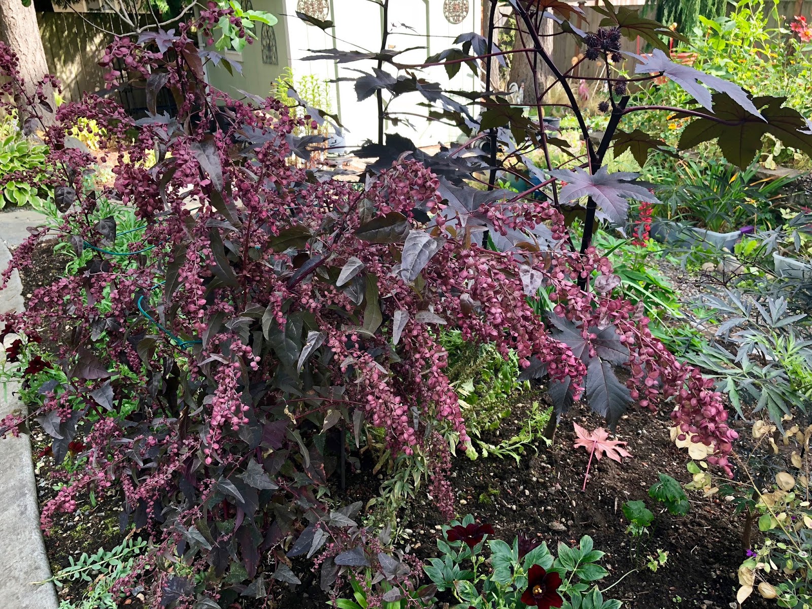 Bonney Lassie: The Black Hole