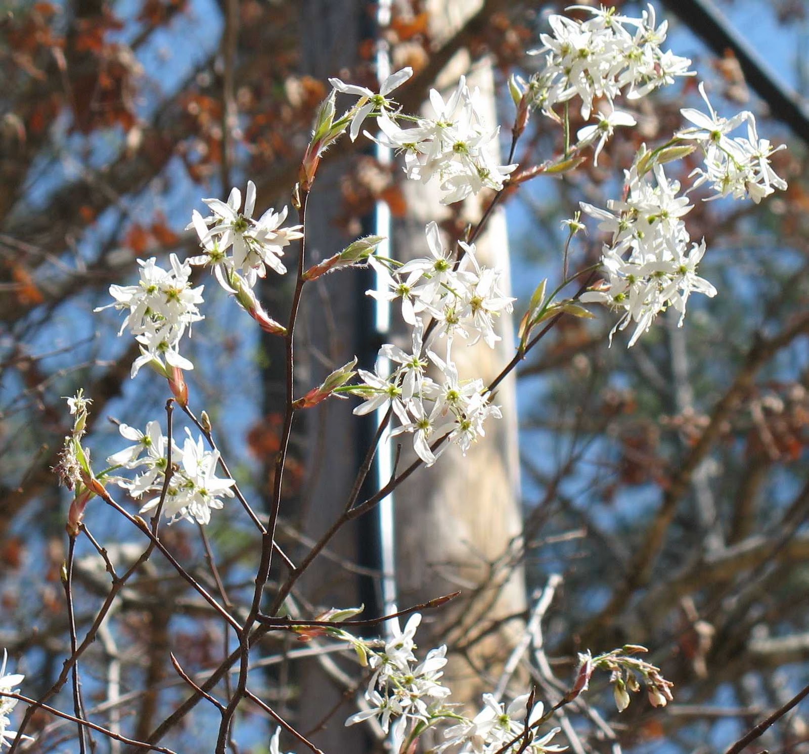 Using Georgia Native Plants: April 2011
