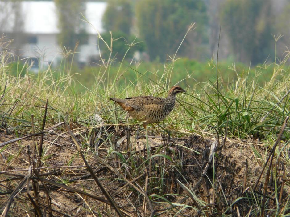 Tierra de pavos, francolines, faisanes y perdices: Francolín chino ...