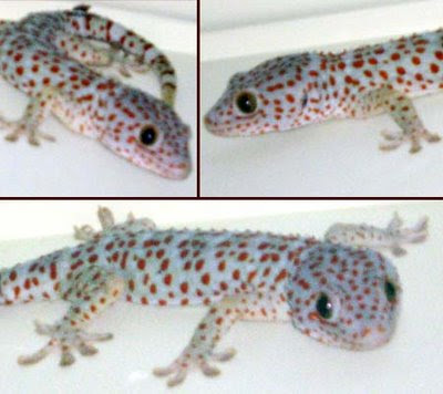 Jenis Tokek Yang Berharga Ratusan Juta | Specky Blog