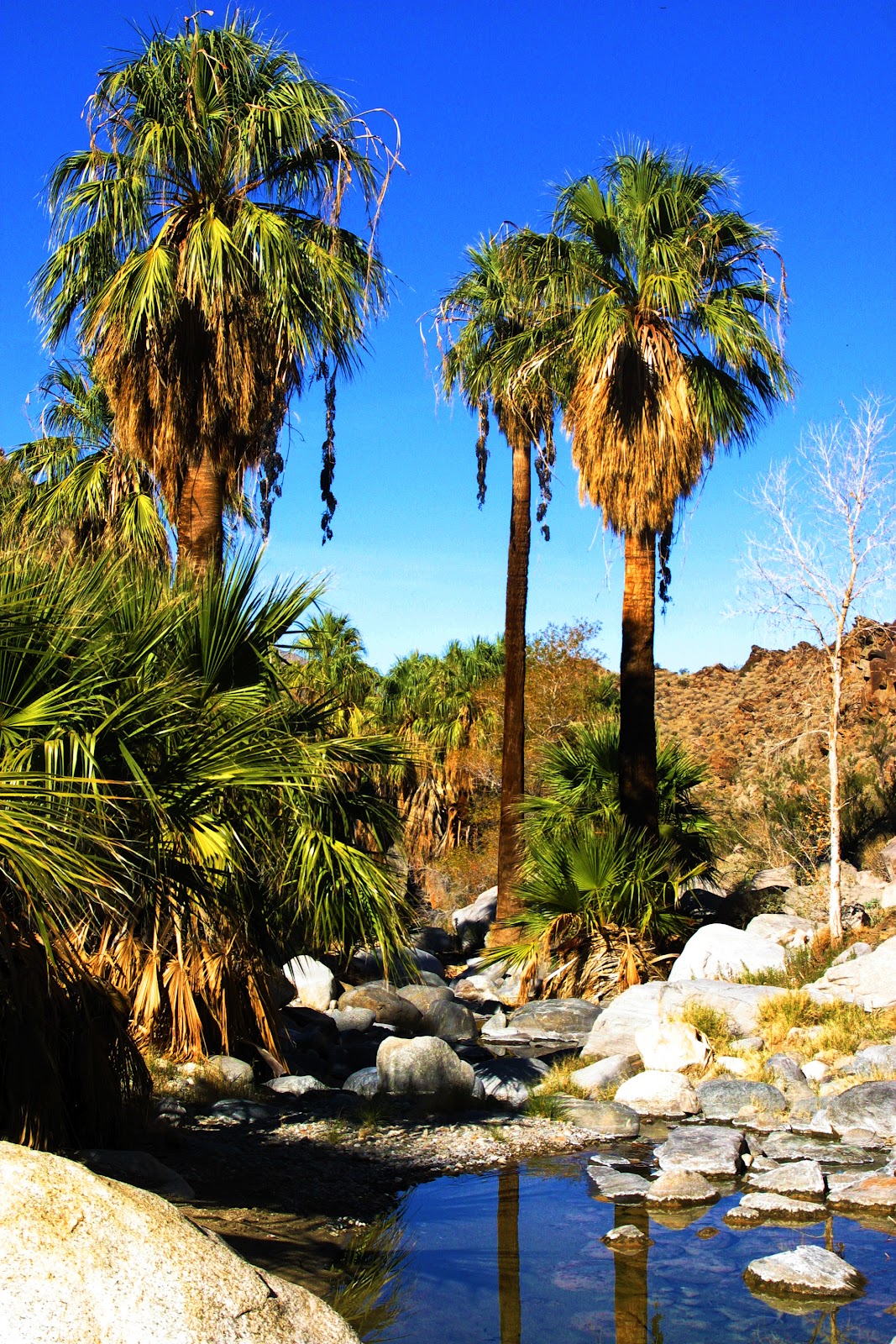 Day In The Life Park City: Pictures: Palm Canyon, Indian Canyons, Palm ...