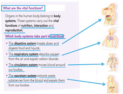 Blog de 3º de Primaria: Natural Science - Unit: THE HUMAN BODY - LESSON ...