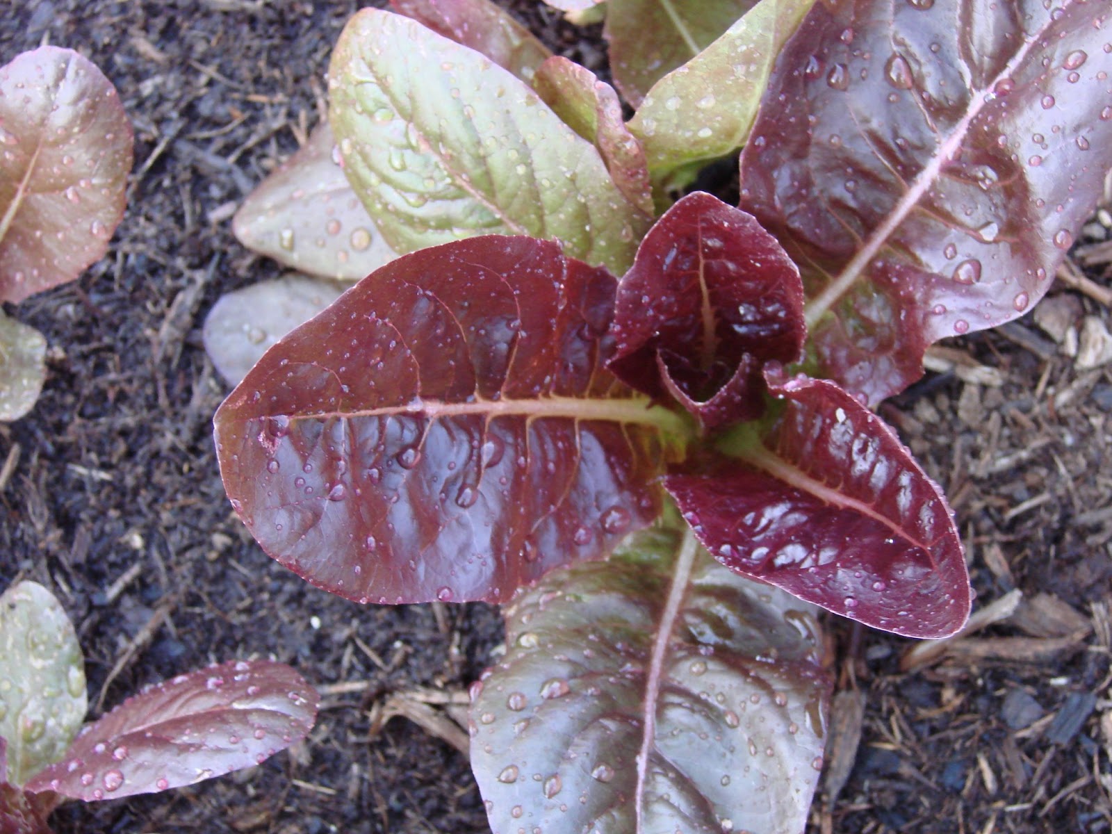 Salad - Bug Boot Made For Chewing- Upcoming Give - Away | Oklahoma Dreams