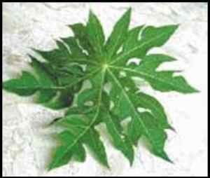 Manfaat khasiat dan kegunaan daun pepaya