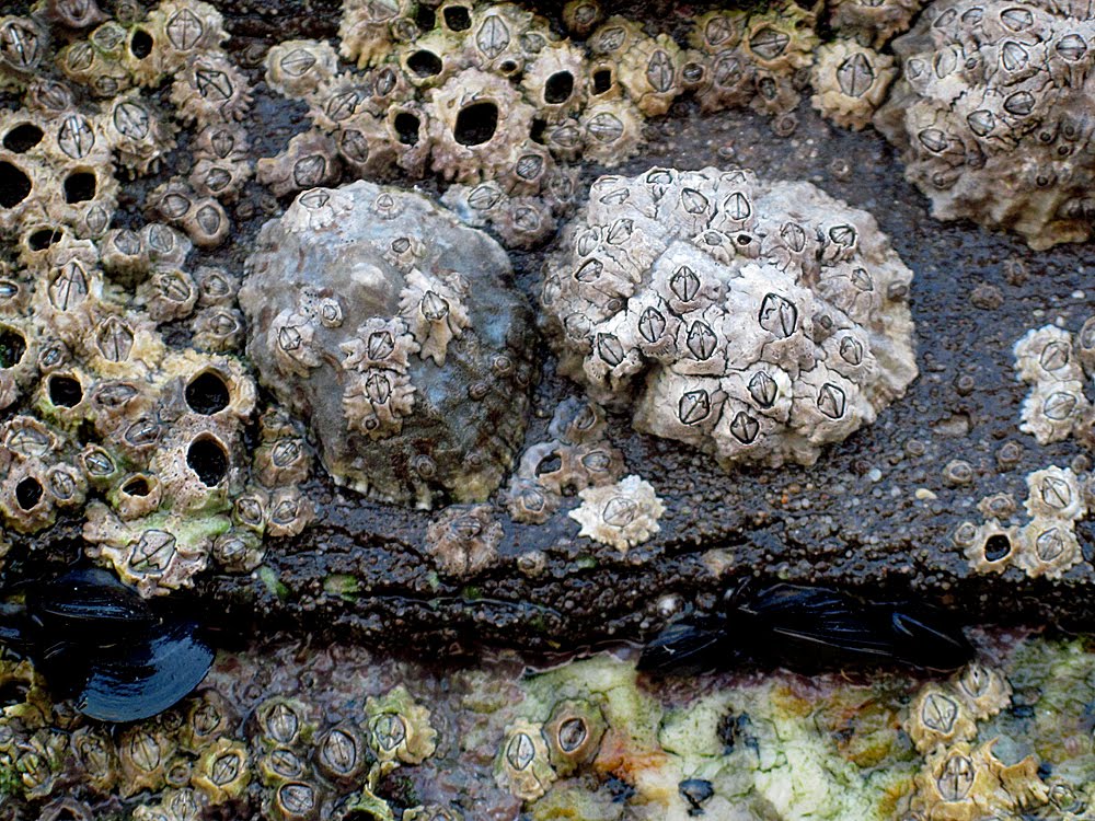 CAROLYN SAXBY MIXED MEDIA TEXTILE ART: March 2012