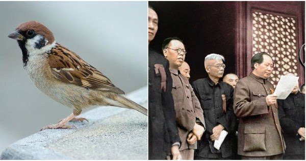 Arjunpuri in Qatar: Mao Zedong ordered all the sparrows to be killed ...