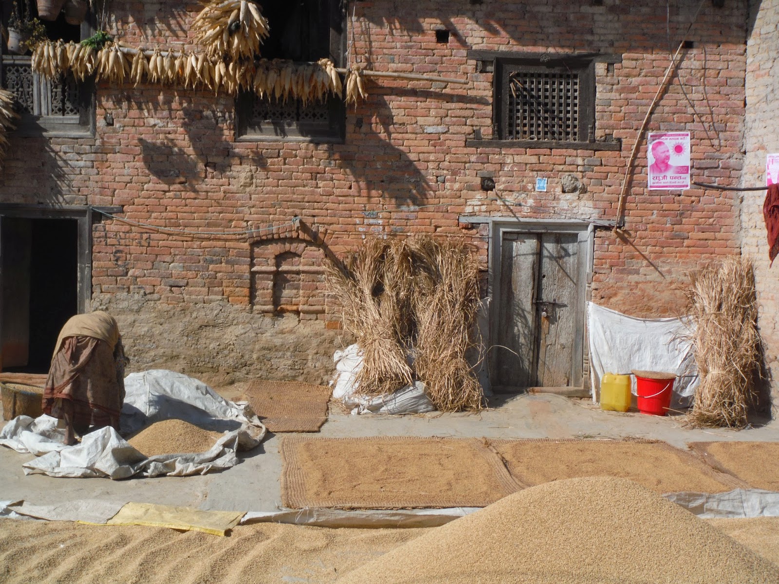 Ann Marcer in Nepal: Rice - how it is produced in Nepal