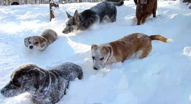 White Wolf : Pack Of Dogs Adorably Play In Polar Votrex Blizzard ...