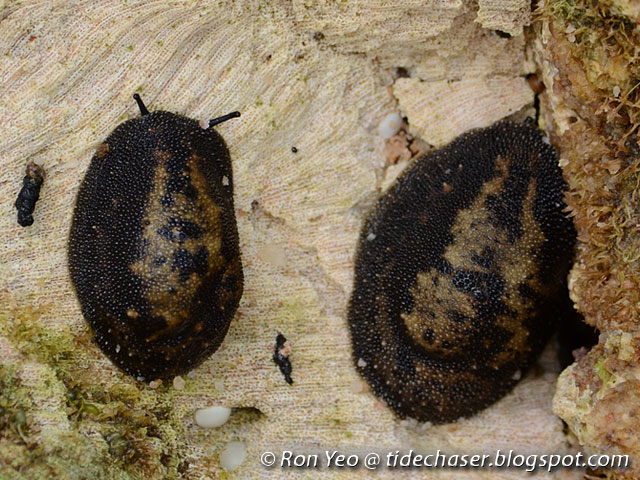 tHE tiDE cHAsER: Onch Slugs (Phylum Mollusca: Family Onchidiidae) of ...