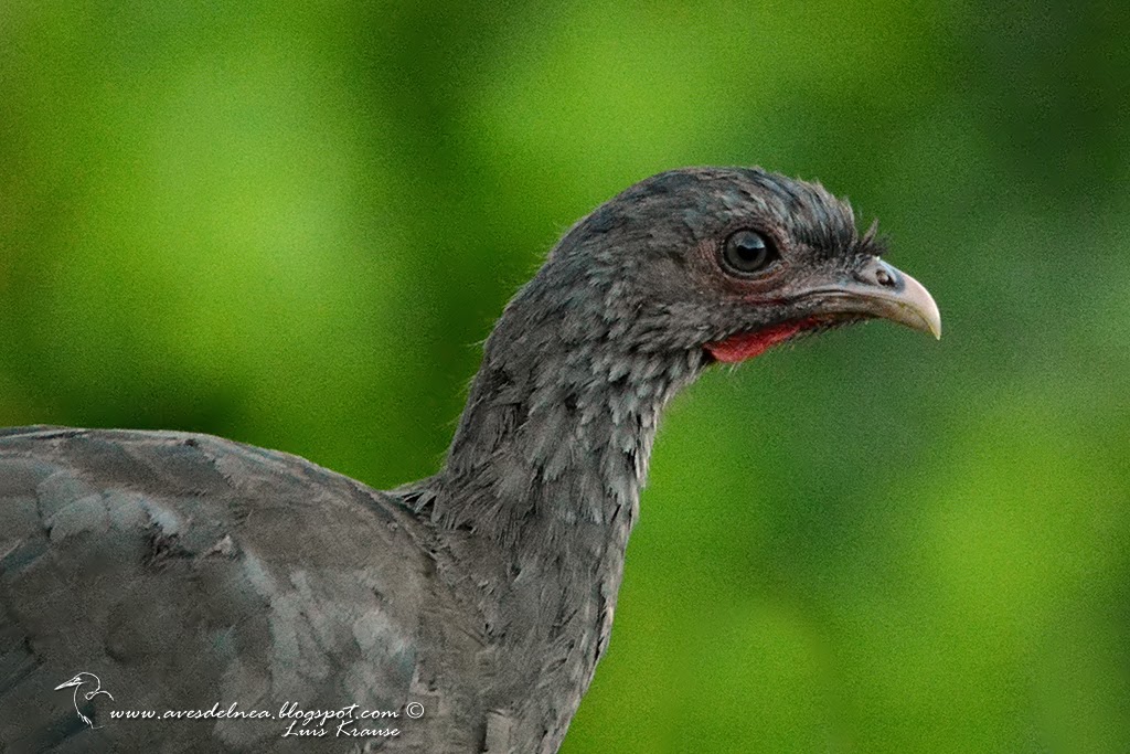 Aves del Nea: Charata (Chaco Chachalaca) Ortalis canicollis