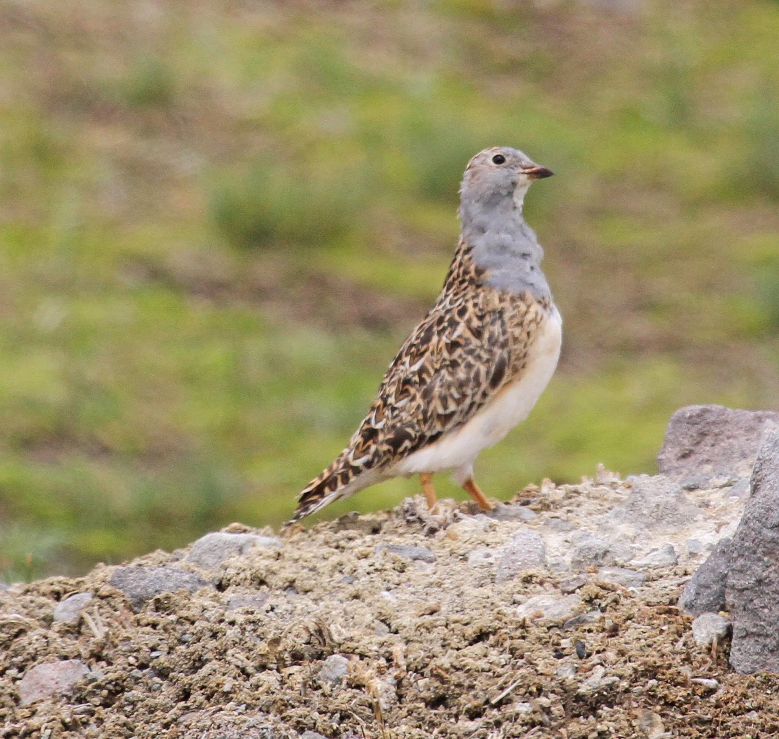 Simon and Karen Spavin: Grey-breasted Seed-snipe in the Andes
