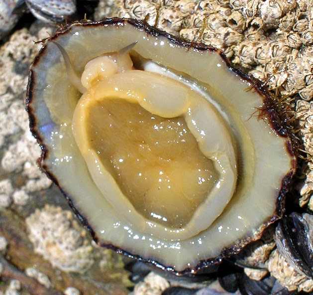 Natural History, Creation and Religious Conflicts: Limpets and F1 cars