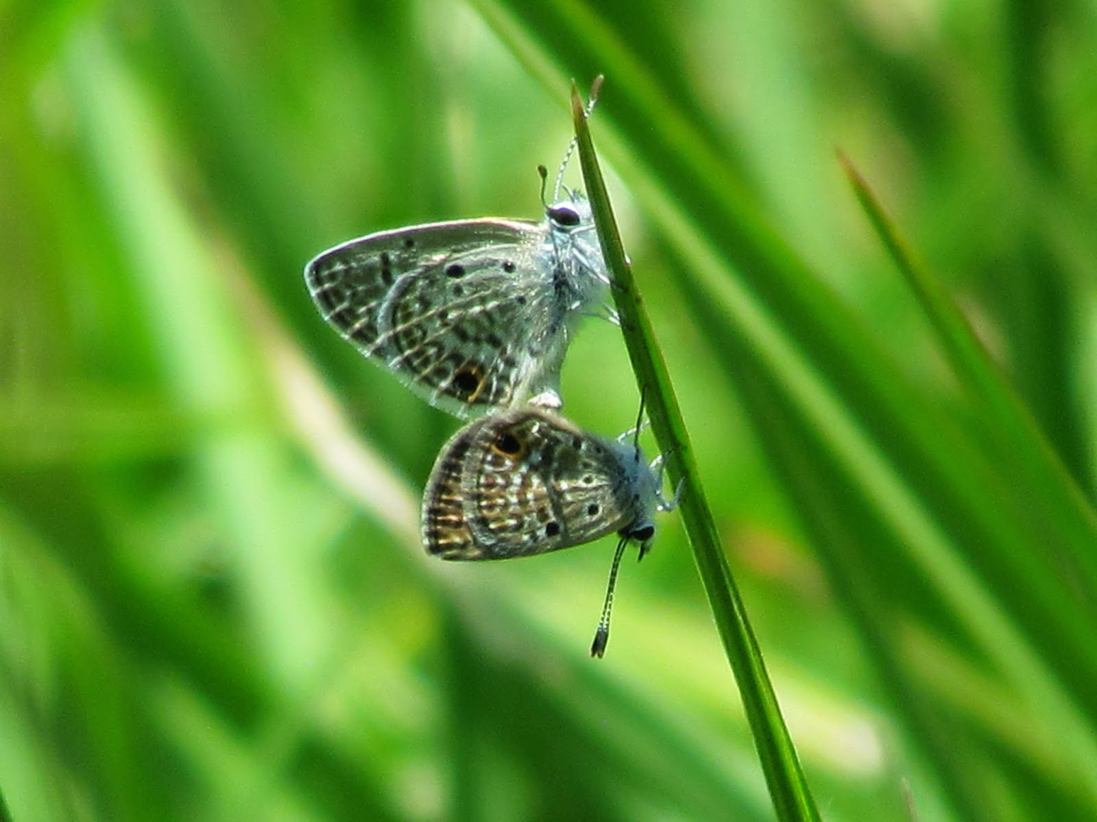 Foto Blog Puerto Rico: Fotos de Mariposas