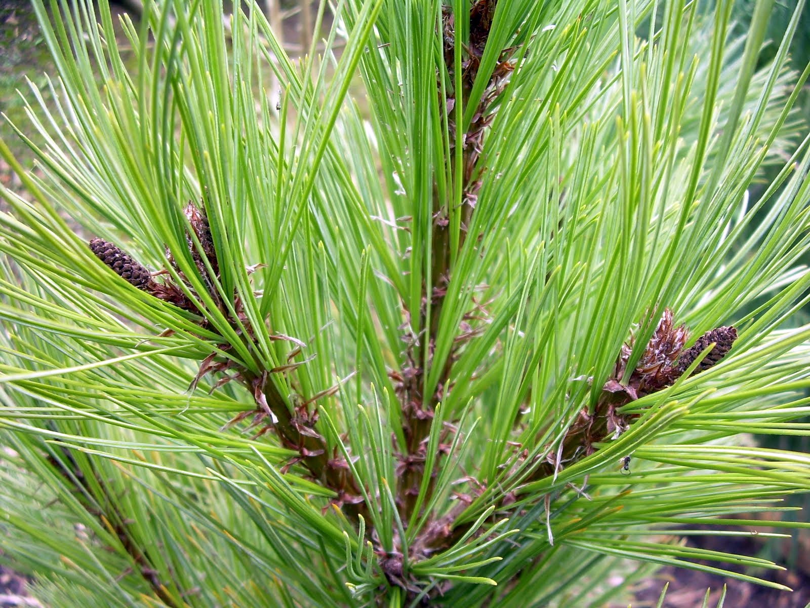 Taxonomia Plantae no Magnoliopsida: Phylum Tracheophyta Clase Pinopsida ...