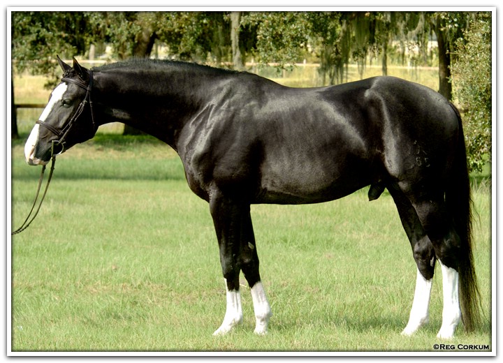 Escapade Hanoverian Stallion
