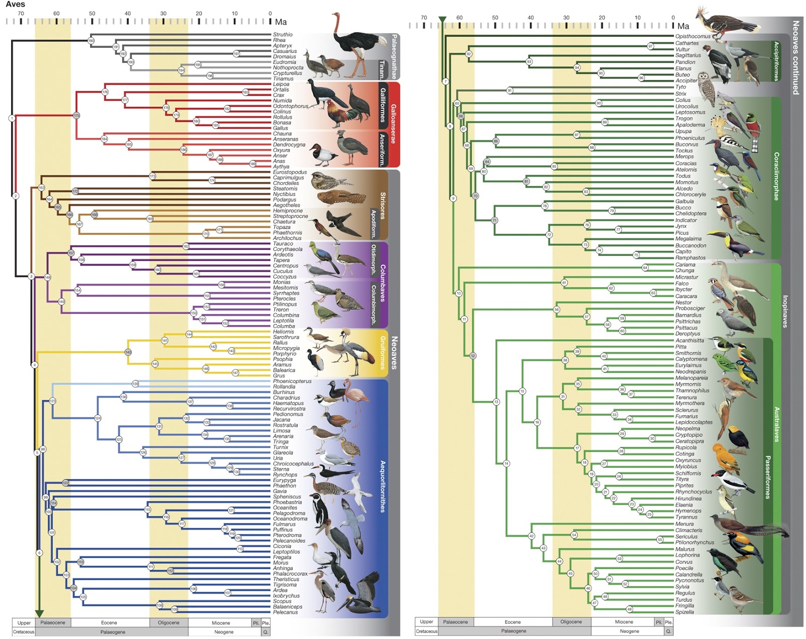Species New To Science Ornithology Evolution • 2015 A