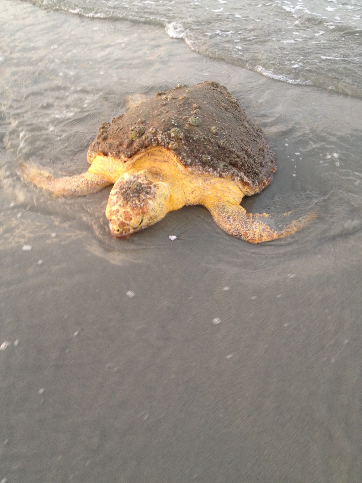 NORTH MYRTLE BEACH SEA TURTLE PATROL: Stranded Turtle-Saturday Morning