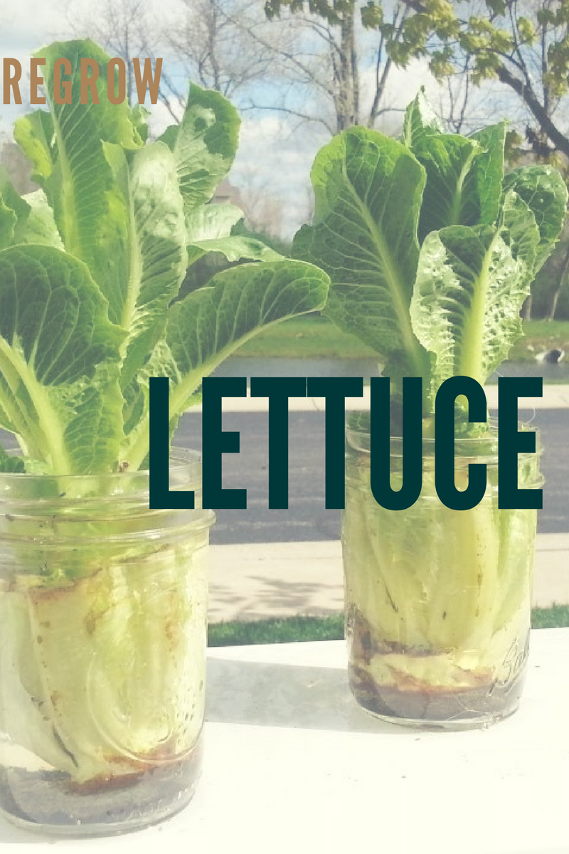 Regrow Vegetables Indoors - Food You Can Regrow From Scraps | Living ...