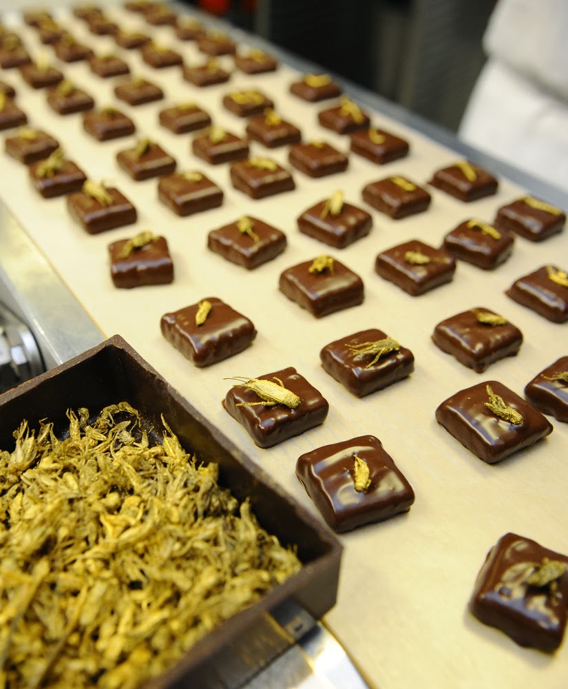 Insects Flavoured Chocolate Is Becoming More Popular