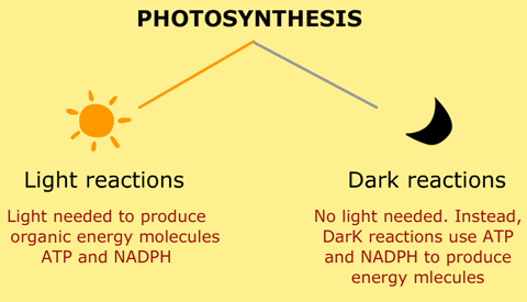 Fotosintezė ~ Mikrobiologija - kas tai?