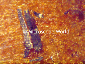 Microscope World Blog: October 2012