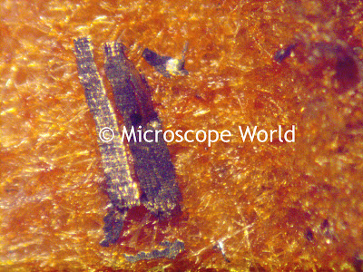 Microscope World Blog: Oil Filter Patch Microscopes