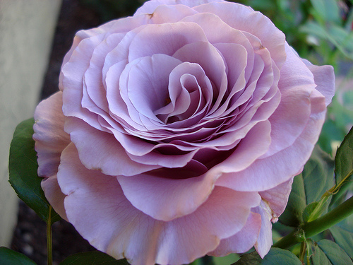 Echoing Shards • Unusual Roses