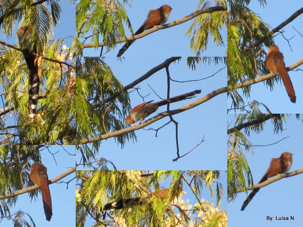 Multivias: Via Natureza: Setembro com Pássaros