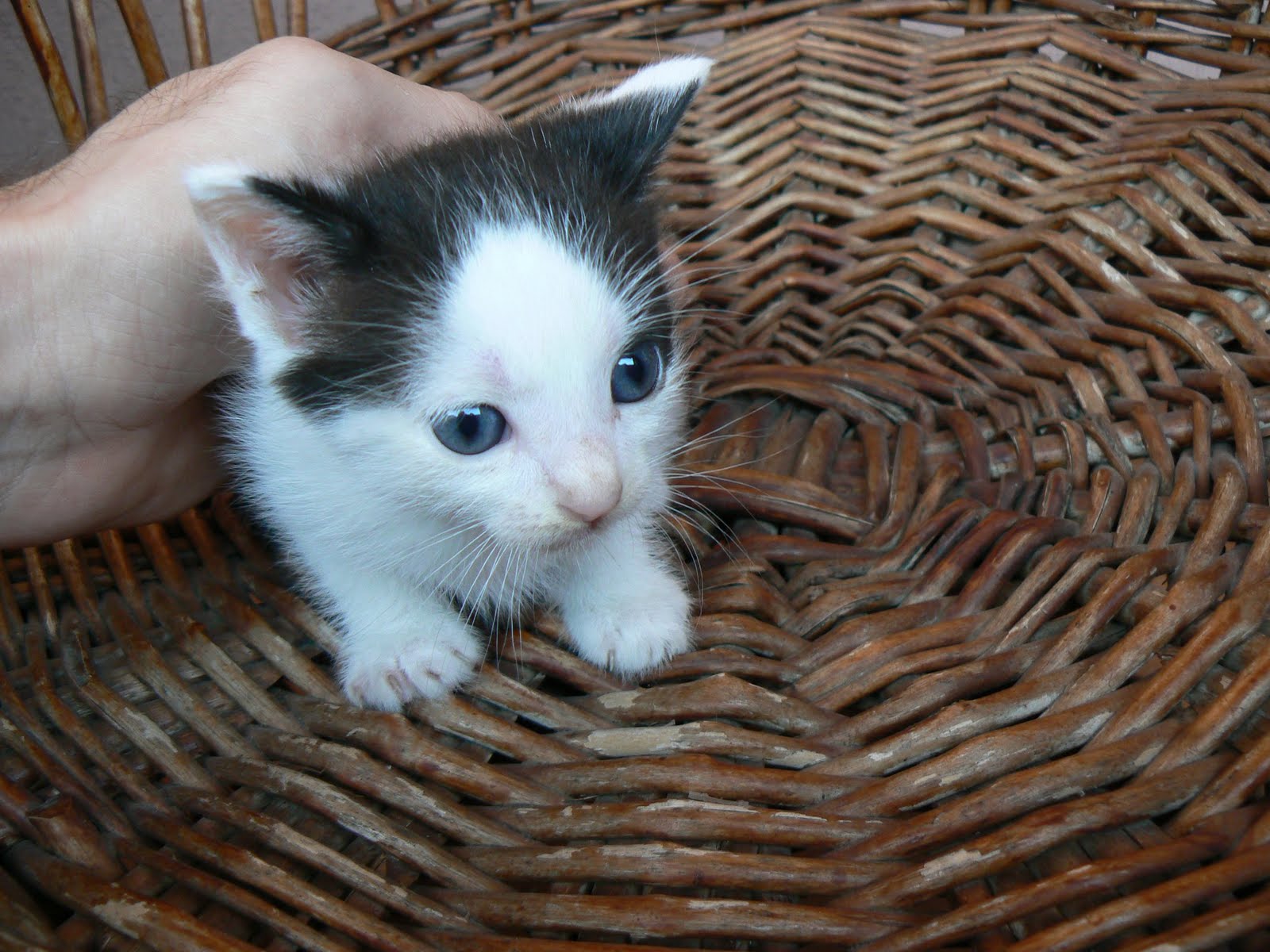 Pisici haioase: 2 pisici dragute spre adoptie